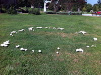 Ask the expert: Five tips for dealing with fairy ring - Golf Course ...
