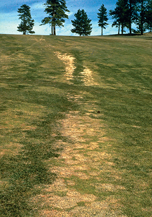 Prepping for pests - Golf Course Industry