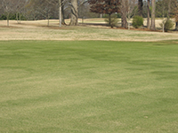 Look back to beat fairy ring - Golf Course Industry