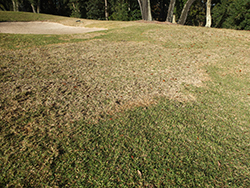 Ask the expert: Large Patch - Golf Course Industry