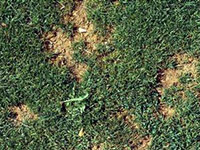 Prevent Pythium - Golf Course Industry