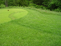 Demystify fairy ring - Golf Course Industry