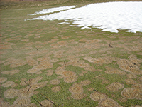 Ask the expert: Get ahead of snow mold - Golf Course Industry
