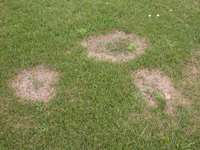 Understanding patch diseases - Golf Course Industry