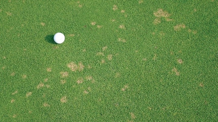 Expensive problems - Golf Course Industry