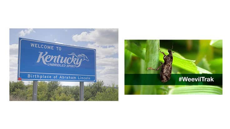 Westward annual bluegrass weevil monitoring expansion - Golf Course ...