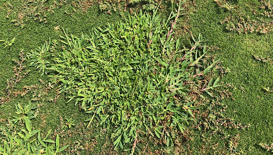 The omnipresent weed - Golf Course Industry