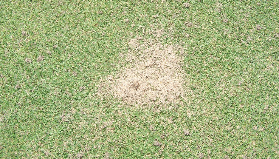 The solution is out. Now what? - Golf Course Industry