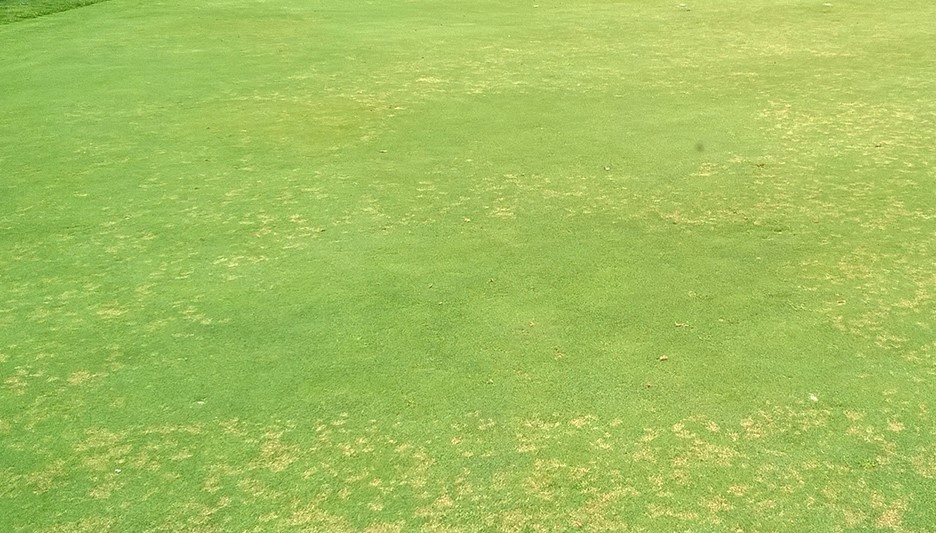 Strong start … as expected - Golf Course Industry